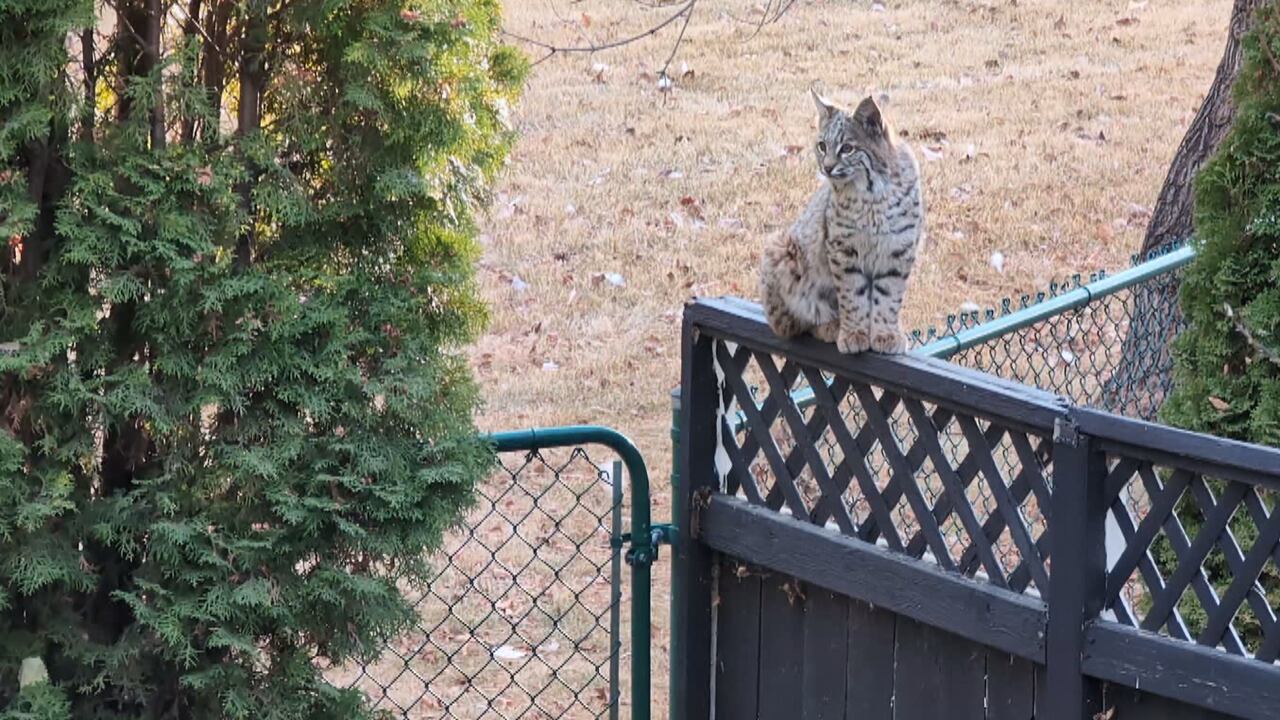 Are bobcats taking over Calgary?