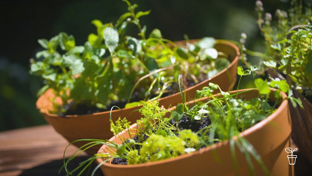 The minimal-effort herbs and edible plants that produce for years