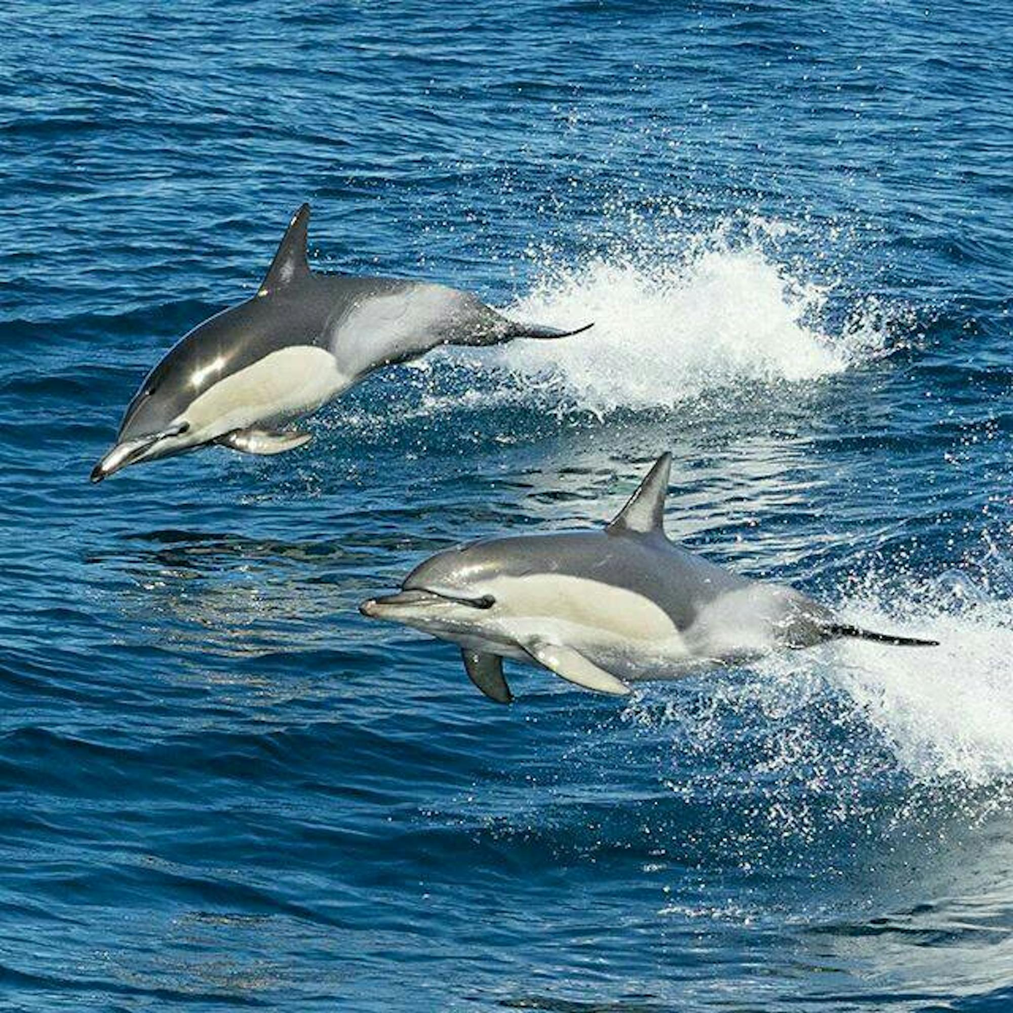 A new way to measure the age of dolphins opens a window onto the lives ...
