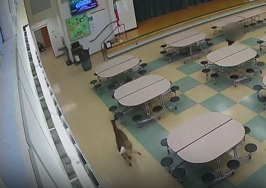 VIDEO: Deer crashes through window of Ohio junior high school