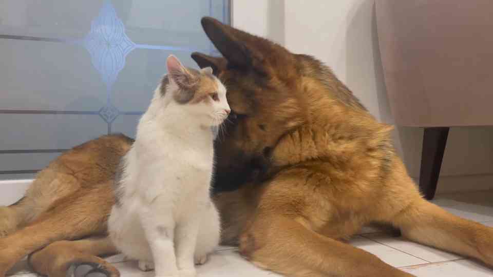 How Will the German Shepherd React to the Cat’s Attack?