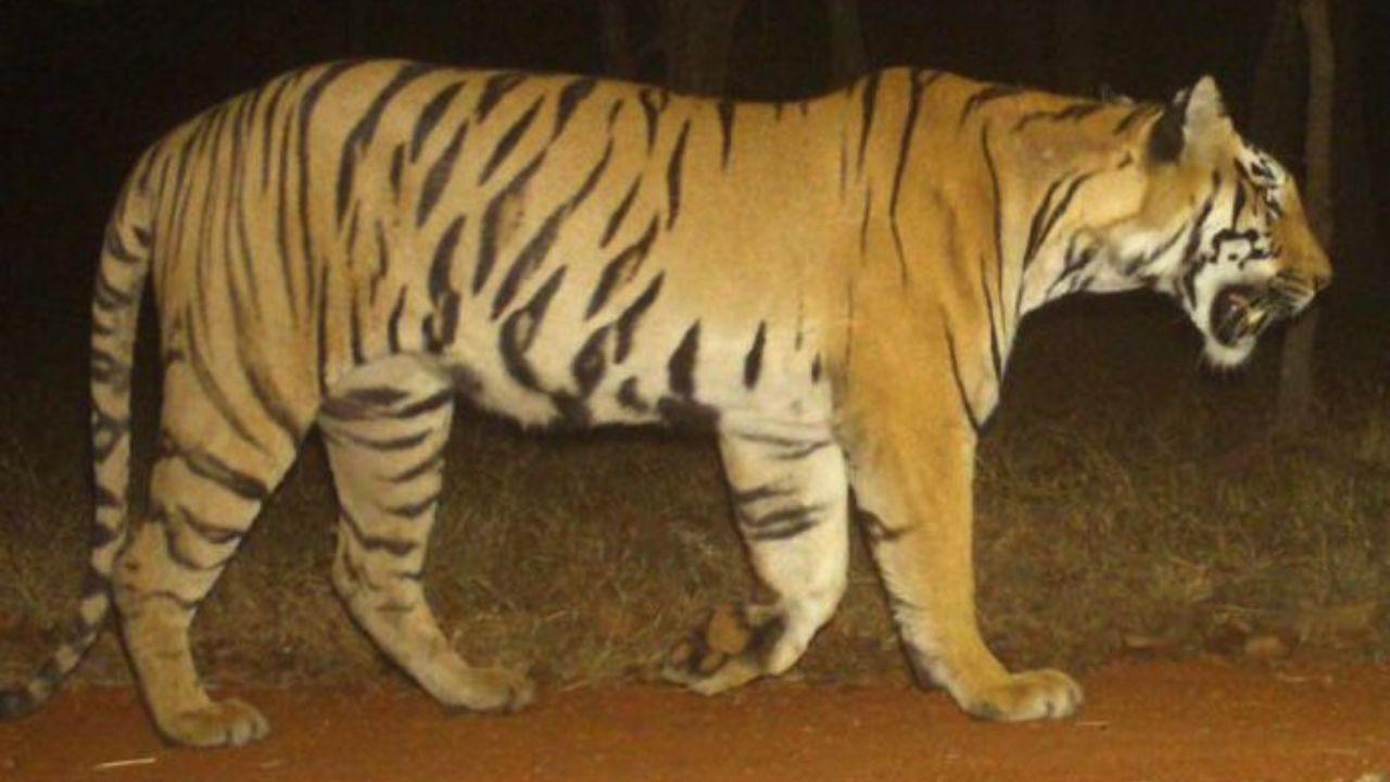 Maharashtra: Sahyadri Tiger Reserve welcomes first Tigress under ...