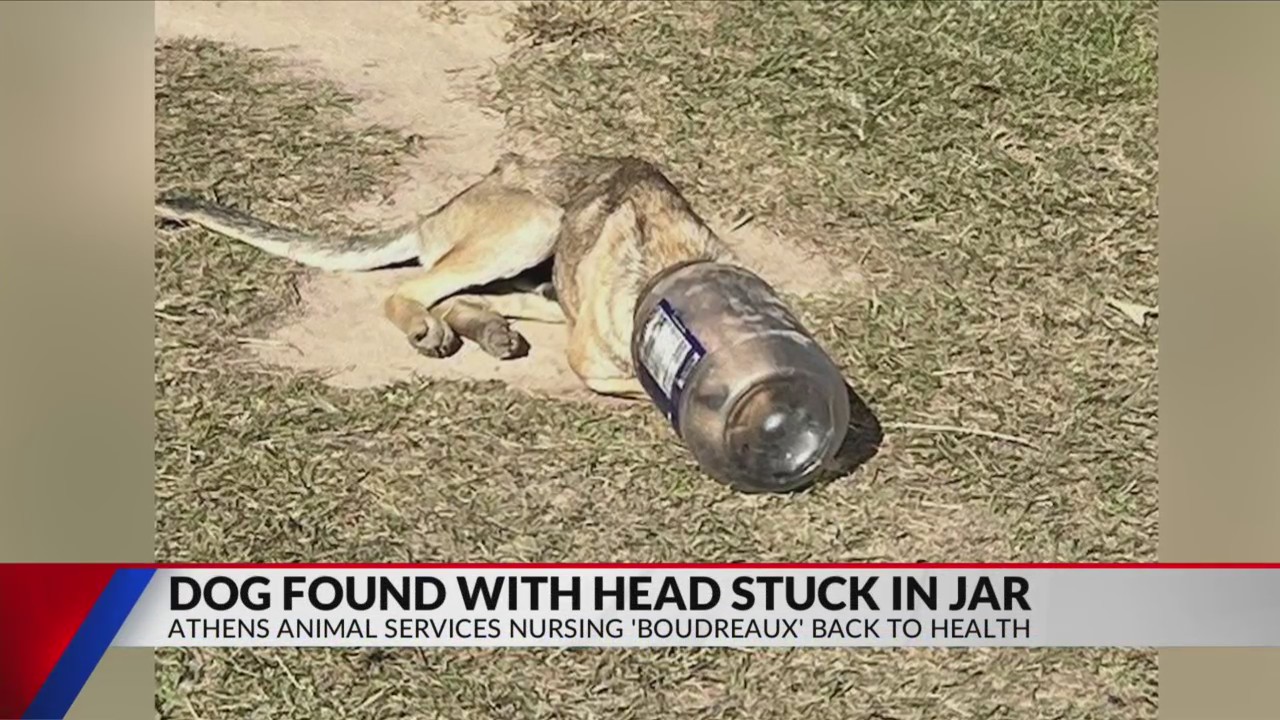 Athens Animal Services rescues dog with jar stuck on head