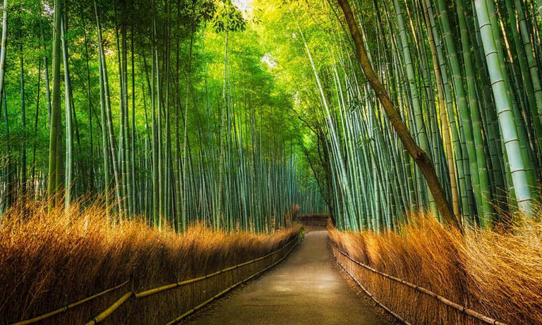 'Nuisance tourists': Malaysians face backlash for vandalizing Japan's ...