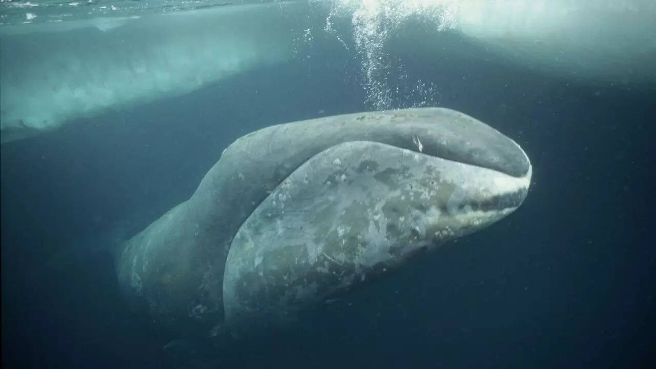 Bowhead whales: The longest-living Arctic mammals and their amazing ...