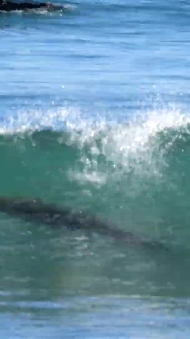Surfing with a seal #shorts