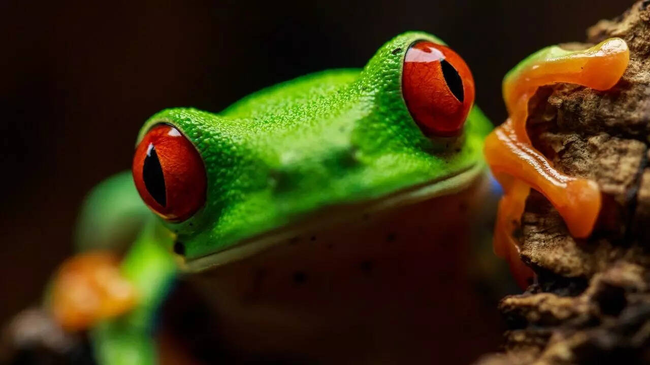 7 most colourful frog species in the world
