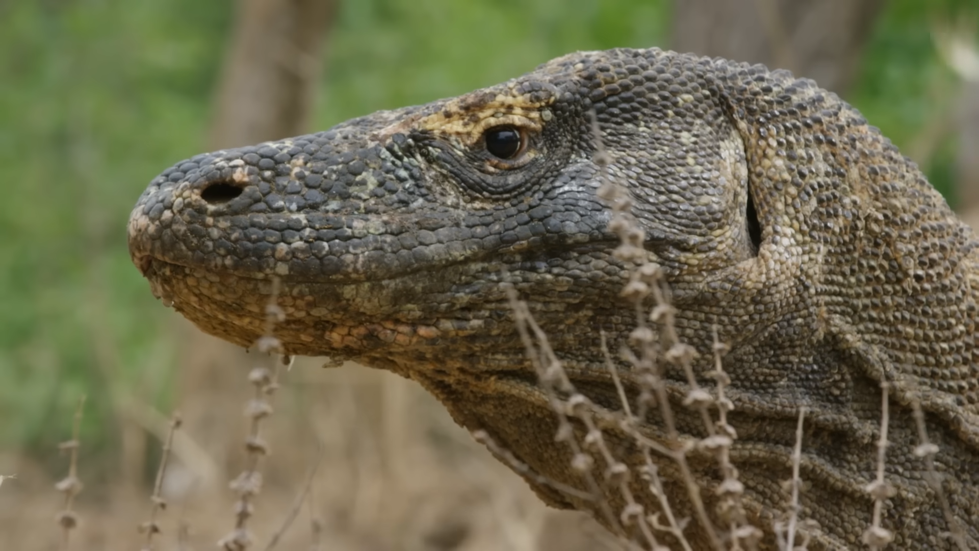 How komodo dragons take down prey 20 times their size