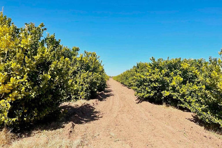 Une entreprise utilise de l’argile pour transformer les terres ...