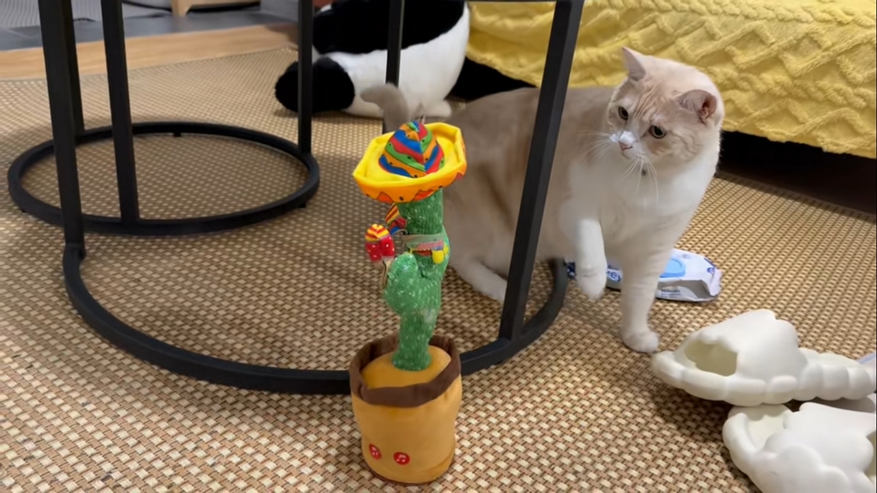 Curious British Shorthair reacts to dancing cactus toy in Shandong, China