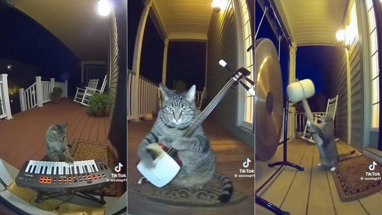 Slop or creative? This viral cat video with over 6 million views shows ...