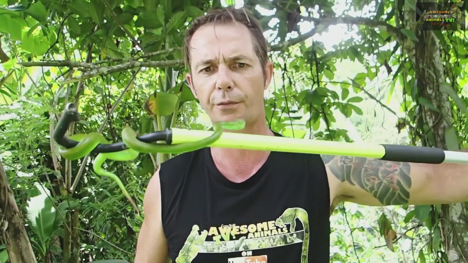 Garden full of pit vipers in Bali
