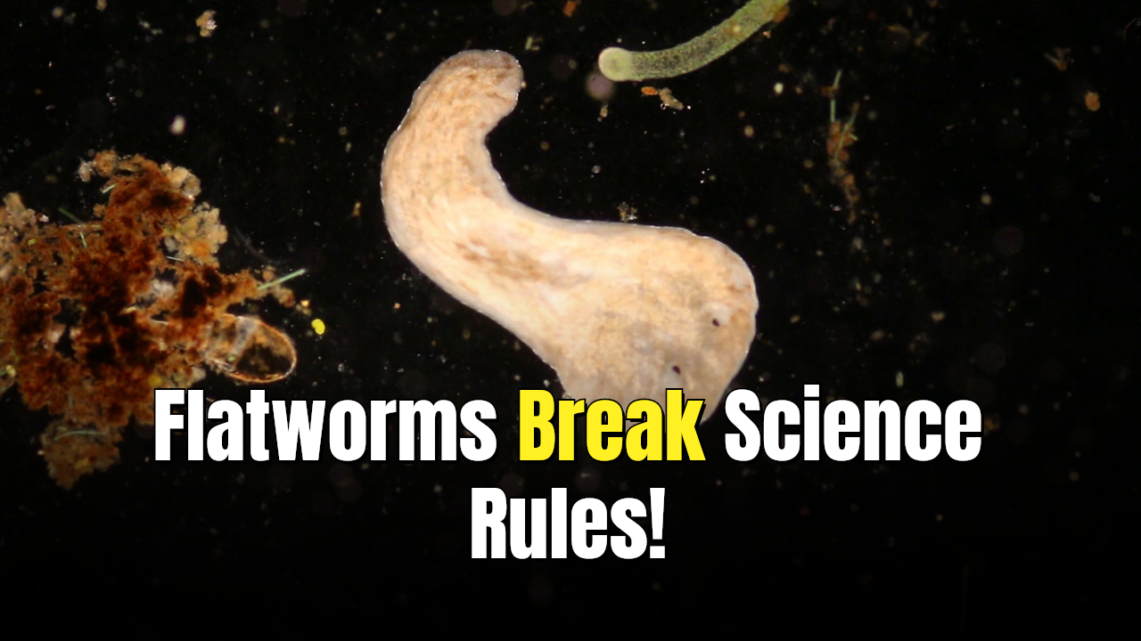Flatworms defy stem cell rules, offering a blueprint for human regeneration