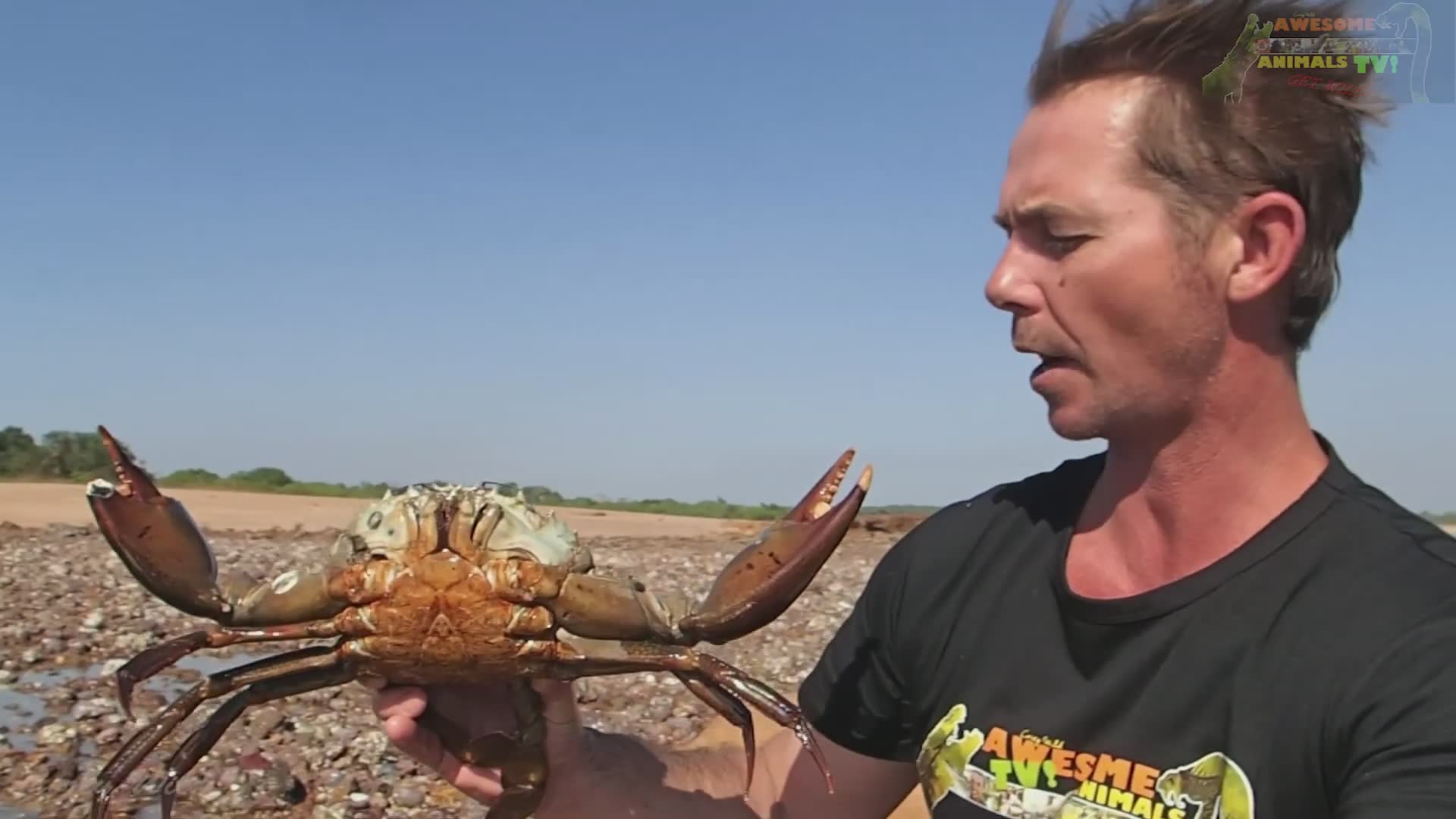 Catching and cooking monster mud crabs