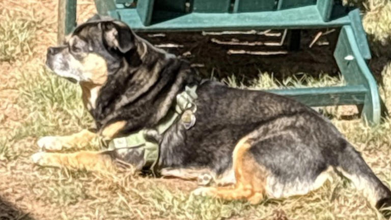 Weather Buddies: 'Briscoe'