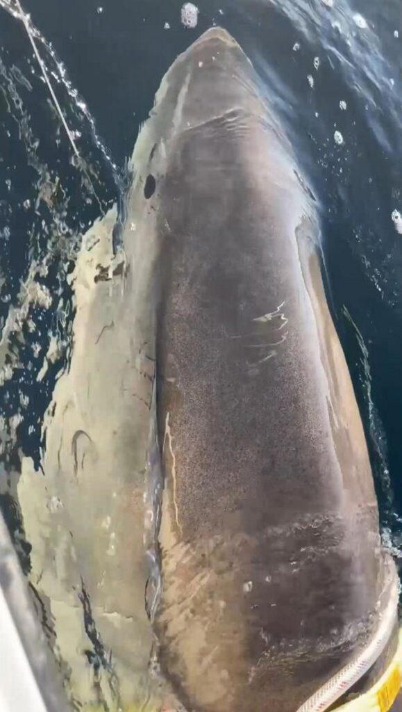 Biggest great white shark ever recorded in the Atlantic surfaces just ...