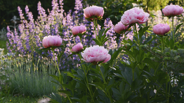 How To Winterize Peonies