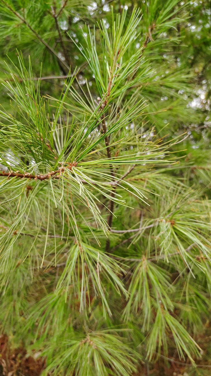 45 Degrees North: Five Trees in the Big Picture