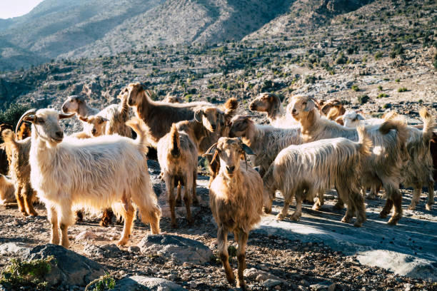 From Rescue to Road Trips: A Goat’s 41-State Adventure