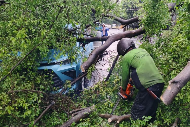 Dilanda Hujan Deras dan Angin Kencang, Pohon Besar Tumbang Timpa Dua ...
