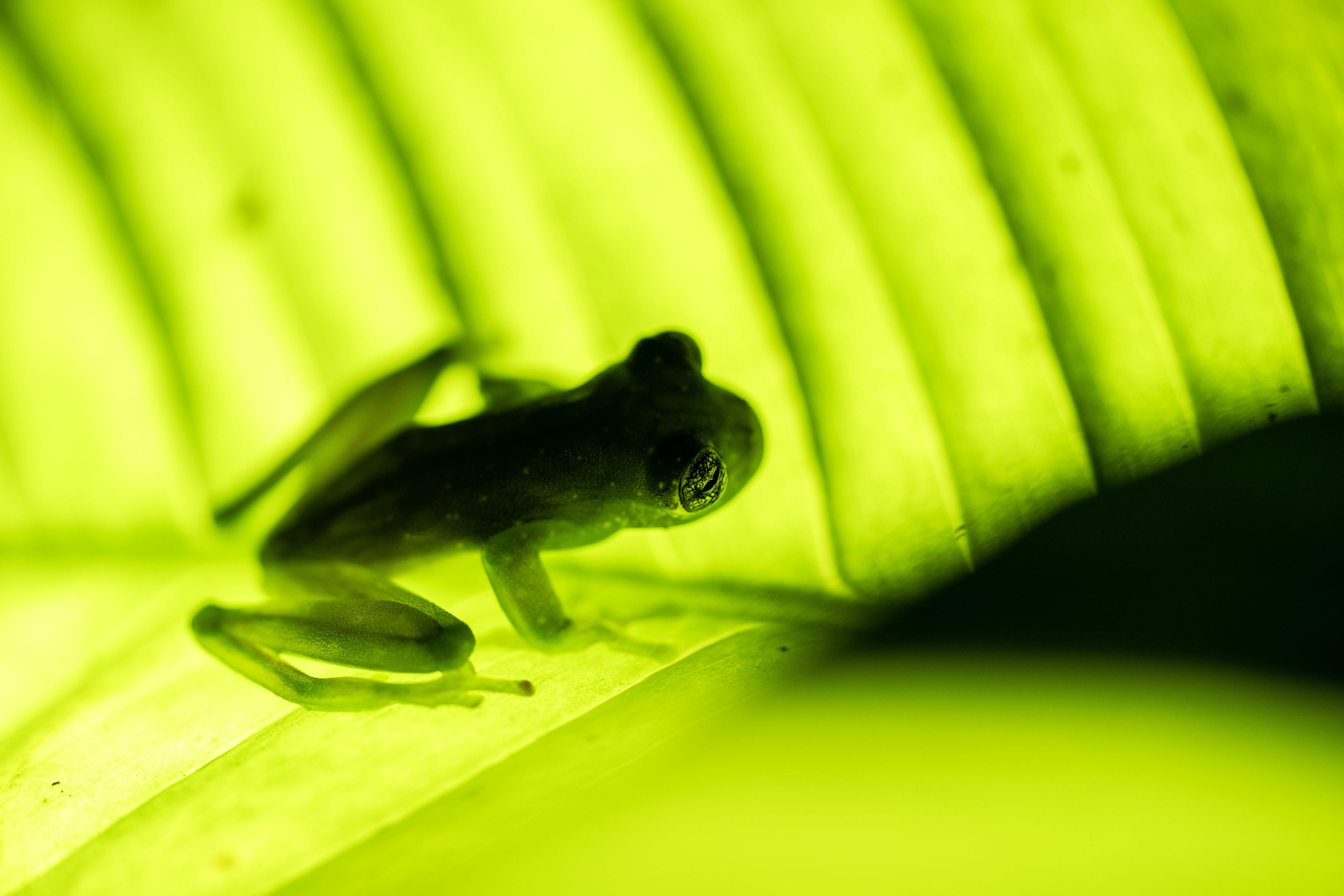 First, the frogs died. Then people got sick.