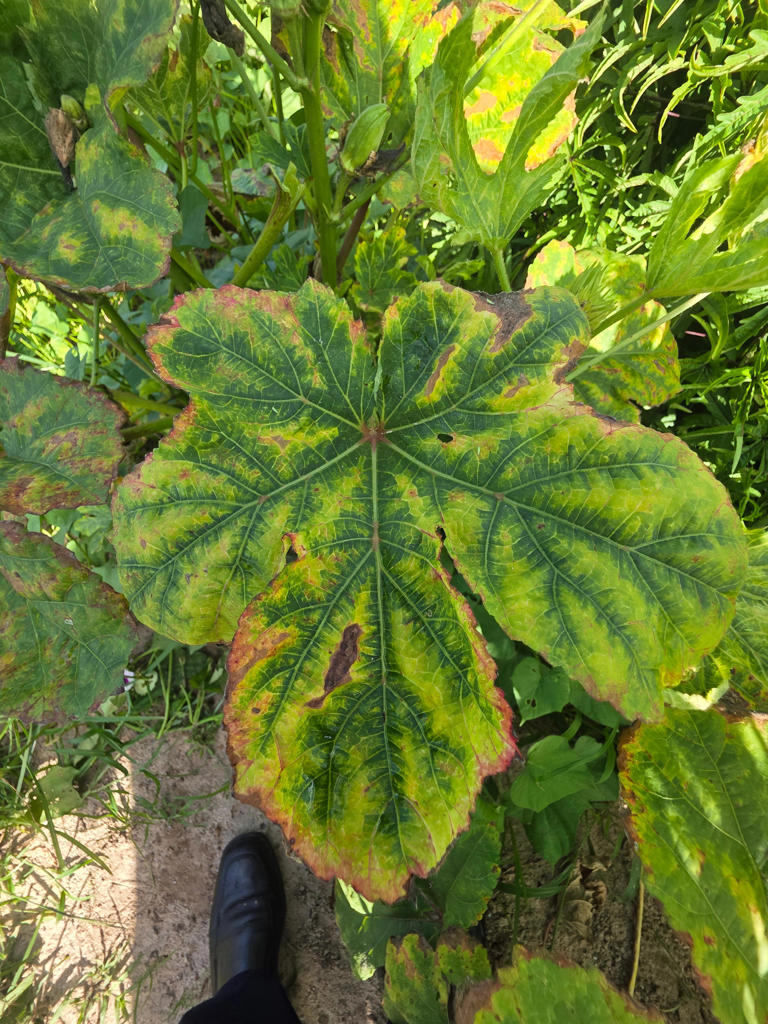 Tiny new invasive pest poses danger to veggies, ornamentals in Florida