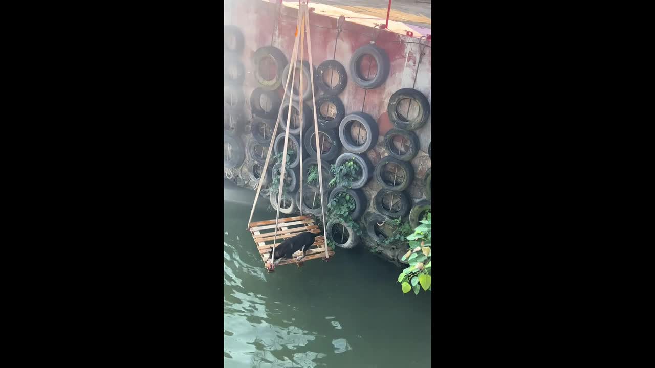 Heroic pet owner builds makeshift platform to rescue their dog that ...