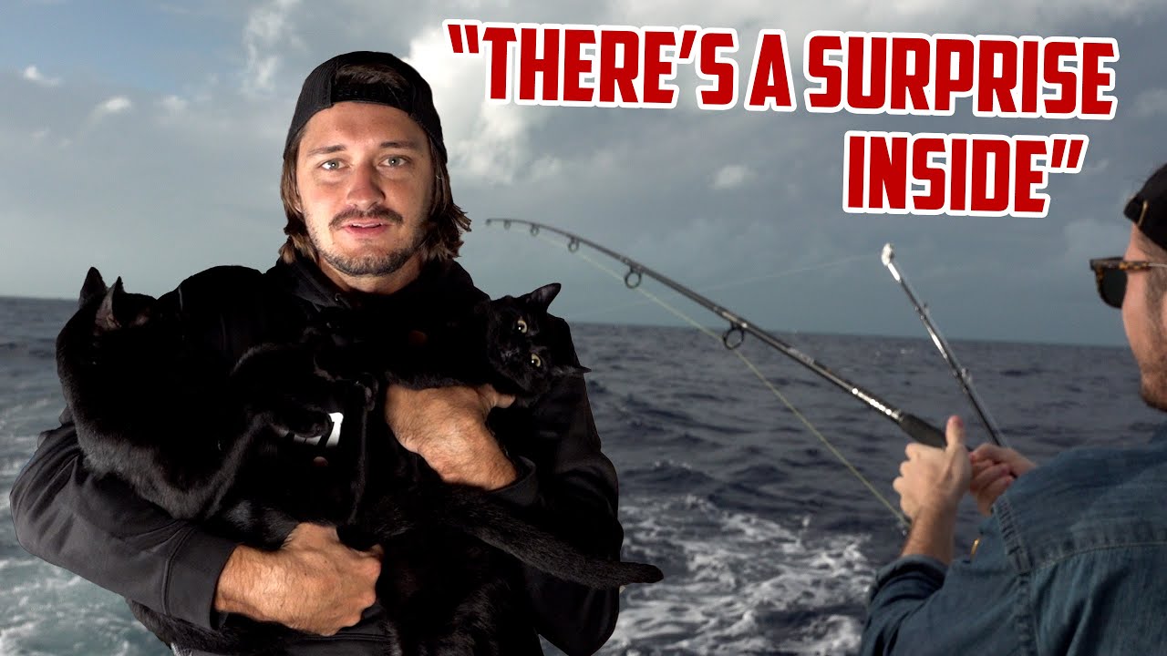 The baby kitten we found drifting in the ocean
