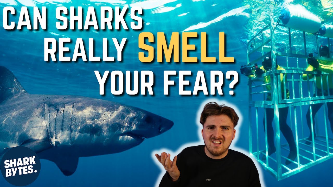 Do sharks sense fear or are we just scaring ourselves