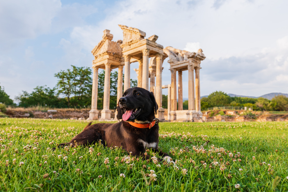 140+ Greek Dog Names With Meanings for Your Mythical Pup