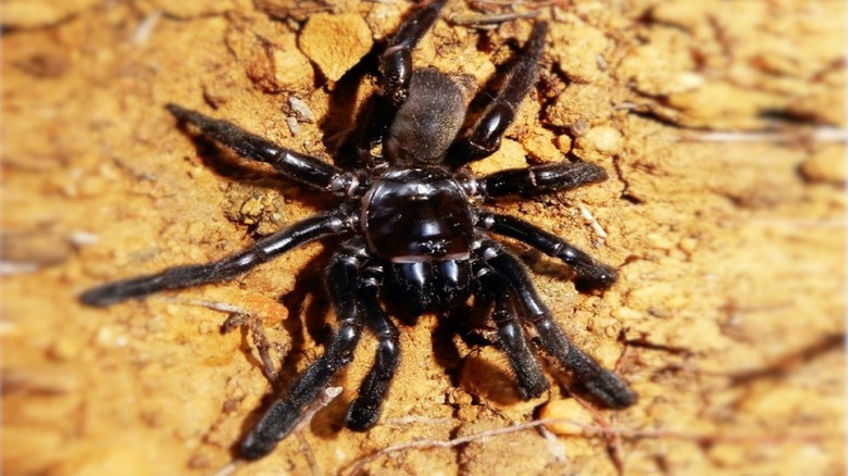 The World's Oldest Spider Suffered A Gruesome Death