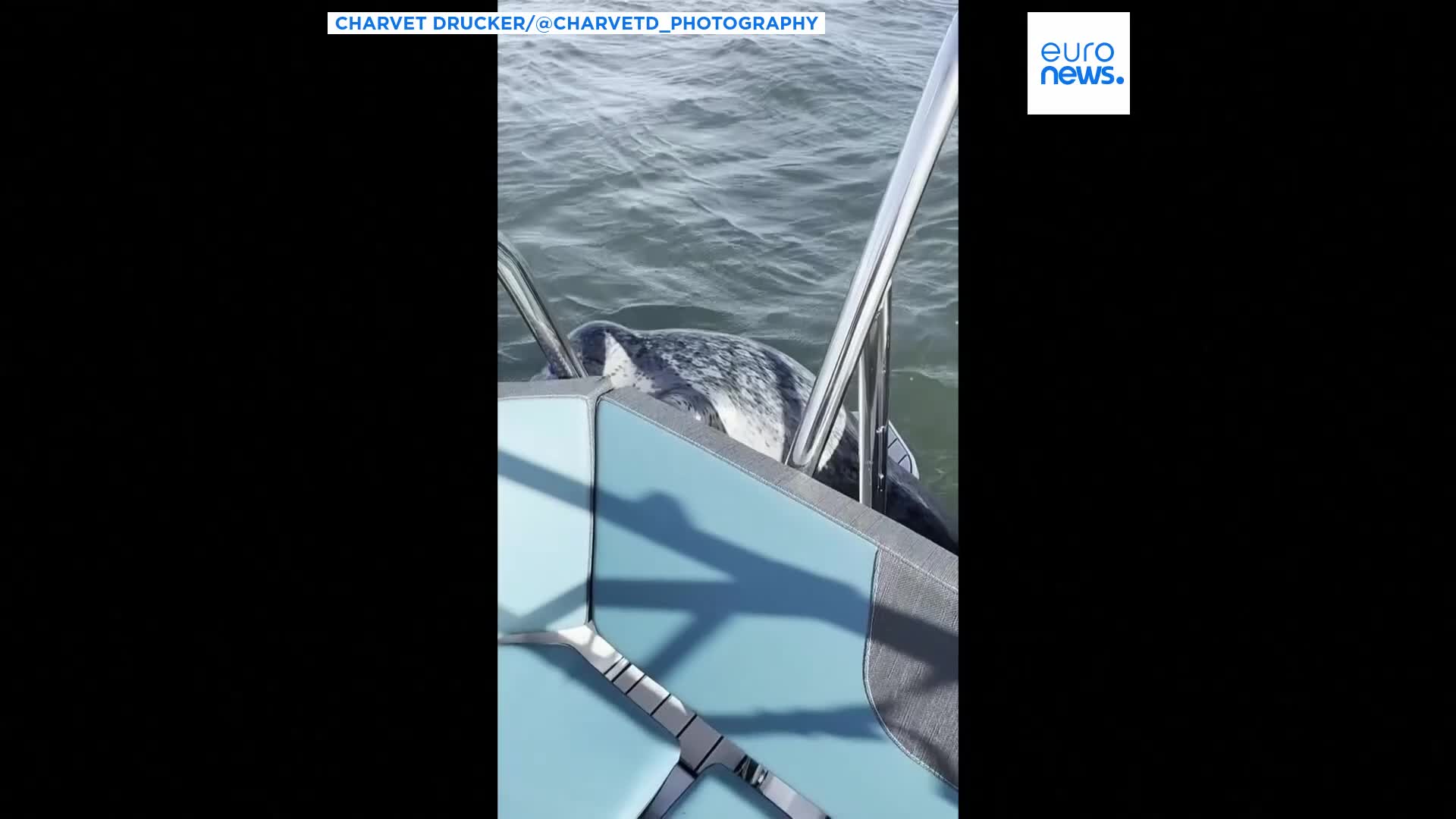 Watch: Seal jumps onto photographer’s boat to escape orcas