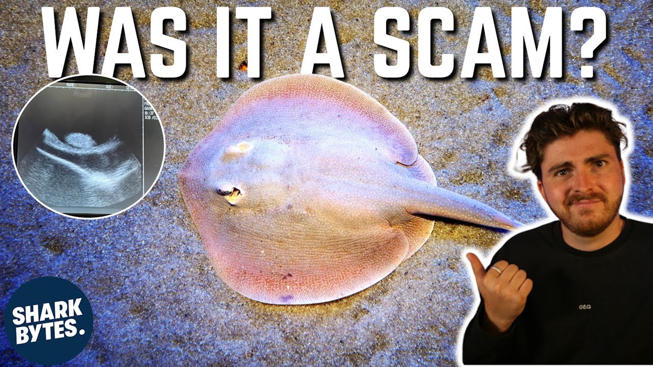 Charlotte the stingray might be the biggest hoax