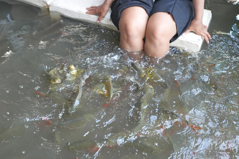 Flooded restaurant becomes viral hit as fish swim around diners