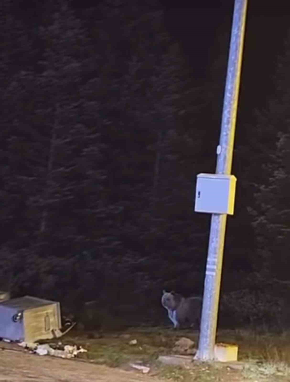 Uludağ’da kış uykusuna yatmayan ayılar, çöp konteynerlerini talan etti