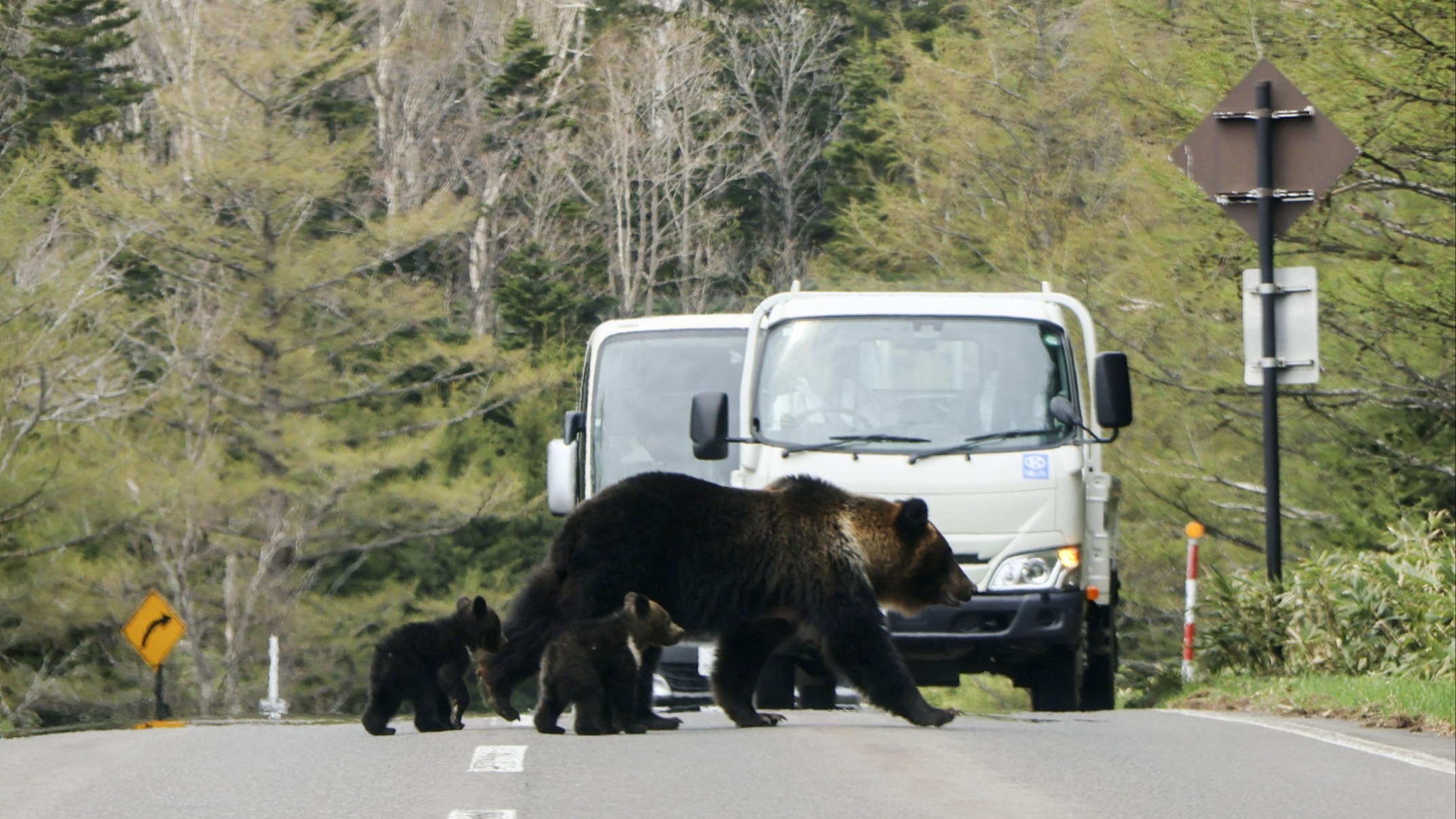 Japan enlists drones and ex-soldiers to battle surge in bear attacks