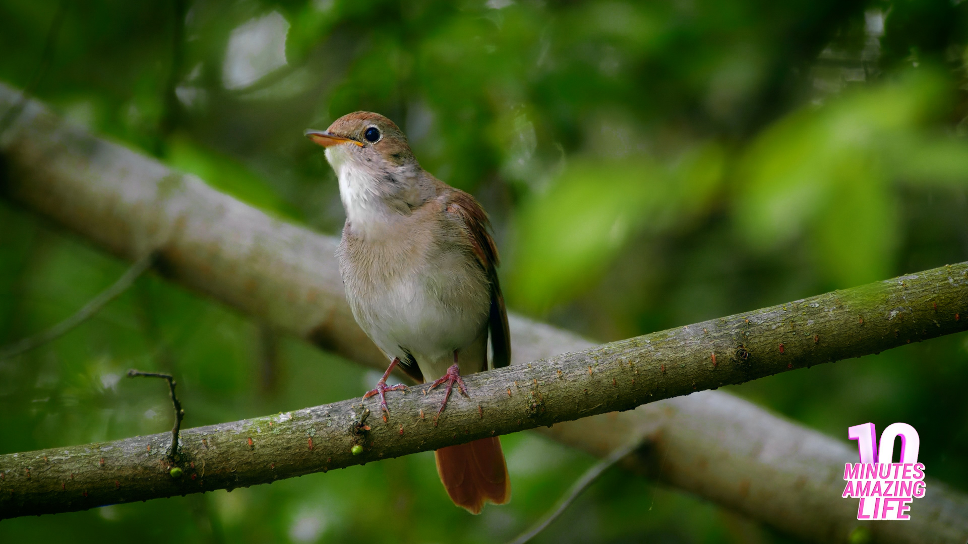 Nachtegaal Zingt in het Bos