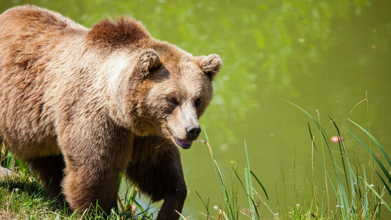 Japan has a bear problem—Ex-cops, soldiers enlisted to cull ursine ...