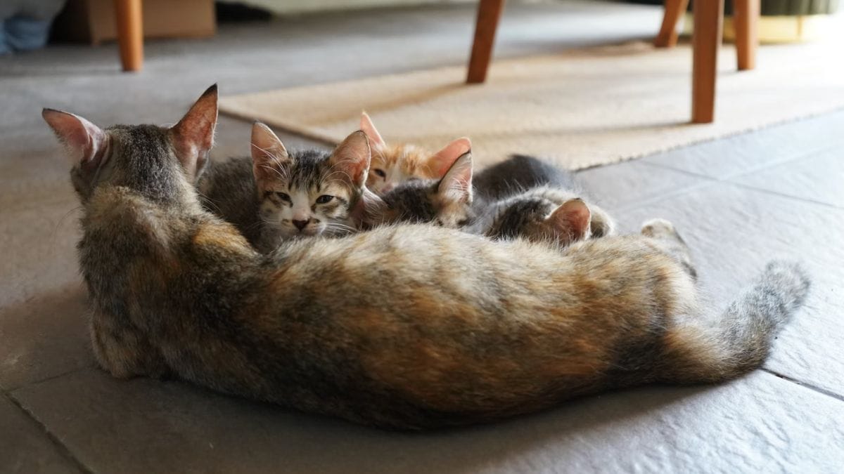 All kittens from a litter are adopted except one and the reason is ...
