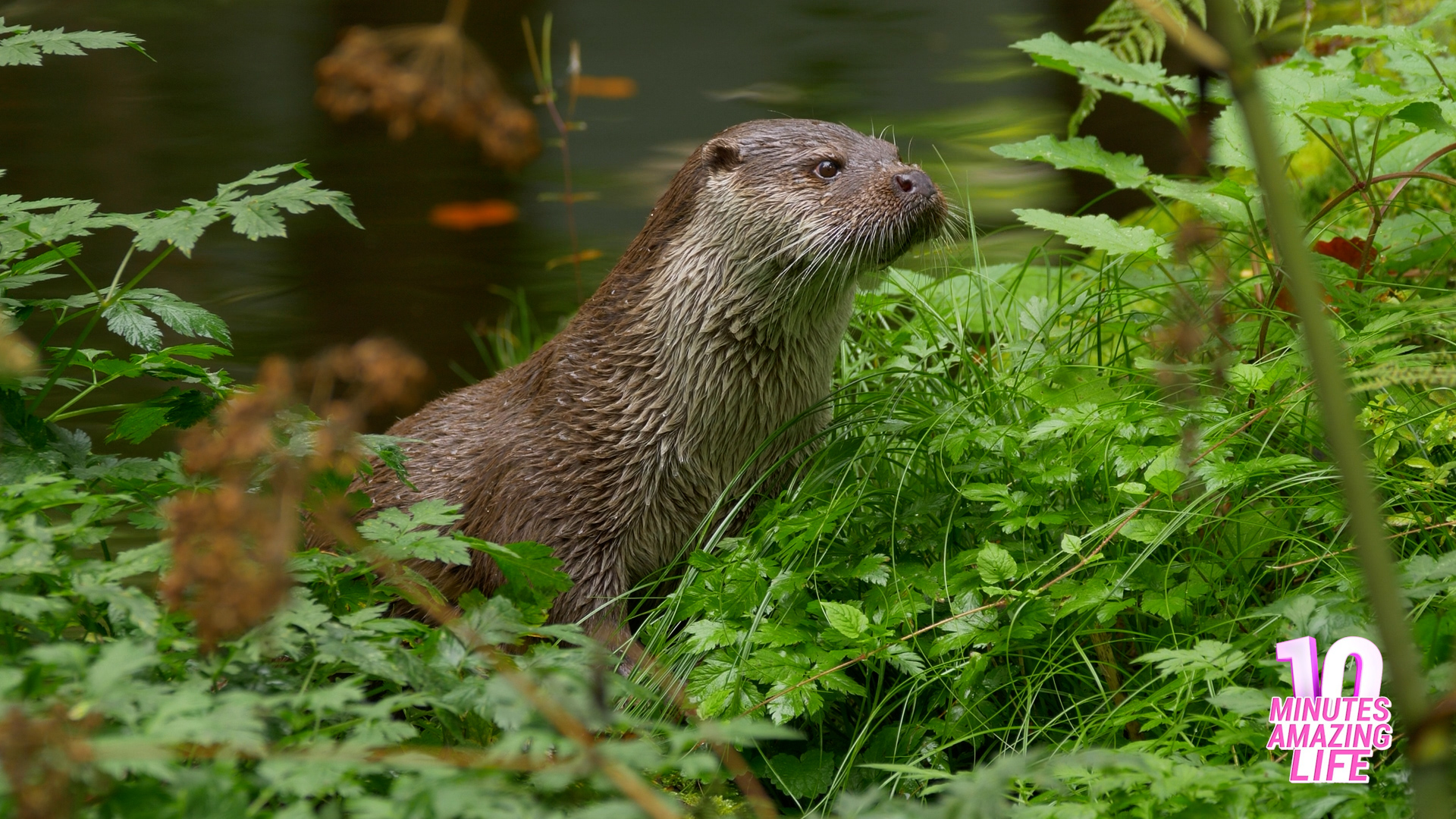 Europese Otter in het Groene Bos