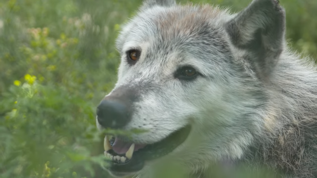The Wolves That Swim Miles for Salmon and Seals