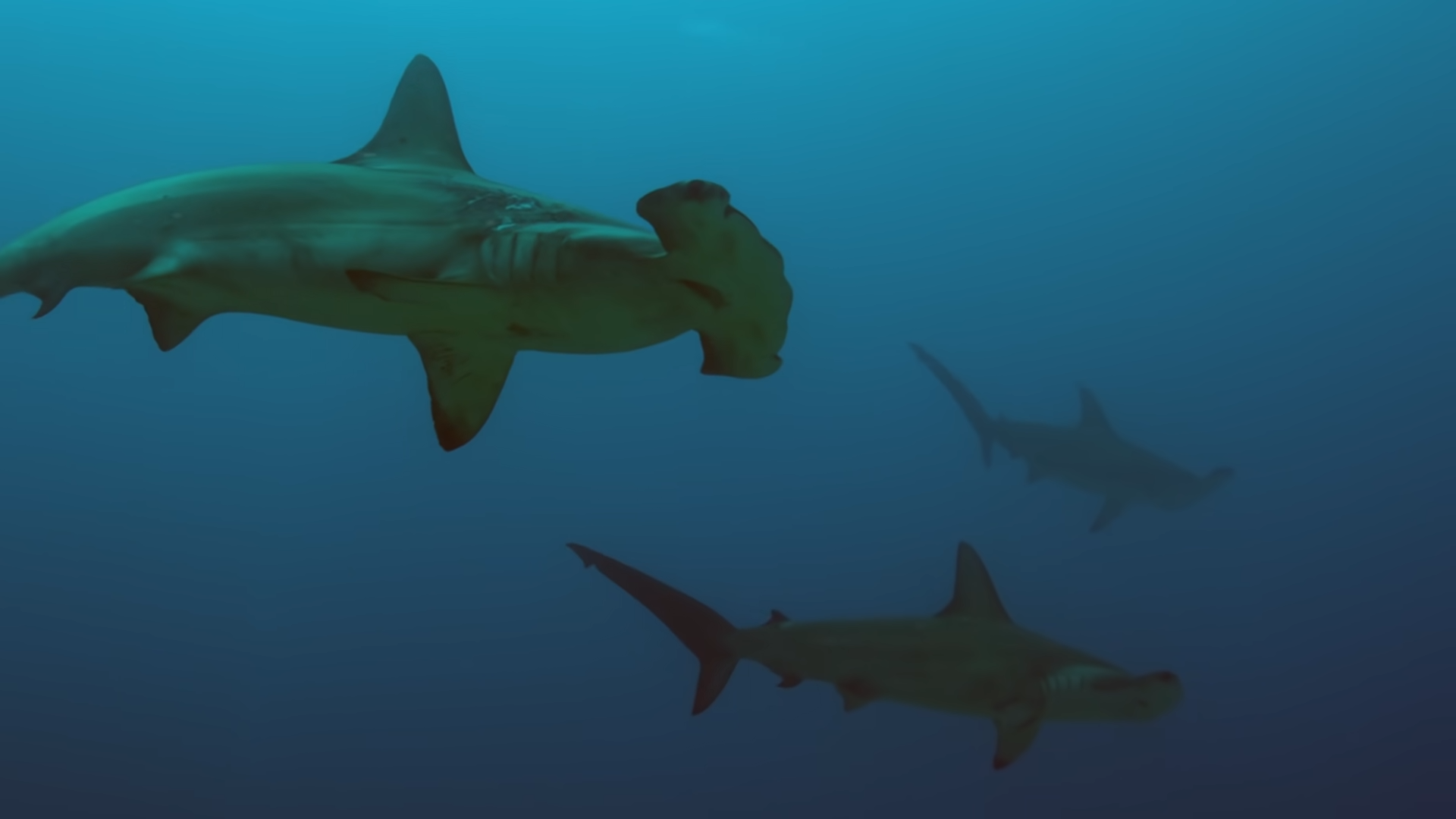 The Insane Biology of Hammerhead Sharks