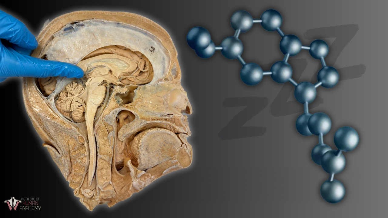 Melatonin: The hormone behind sleep and longevity