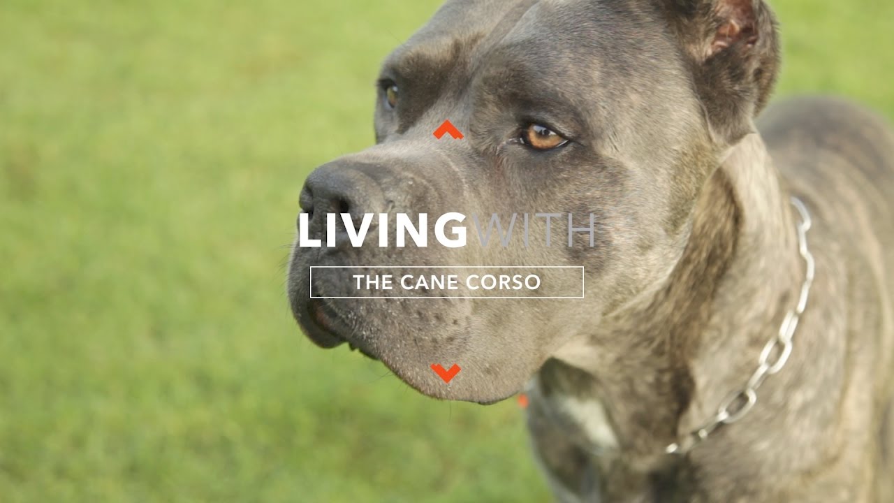 All about living with Cane Corso