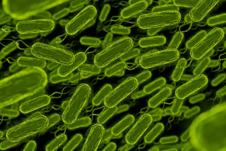 Le applicazioni biotecnologiche dei cianobatteri per colture resilienti
