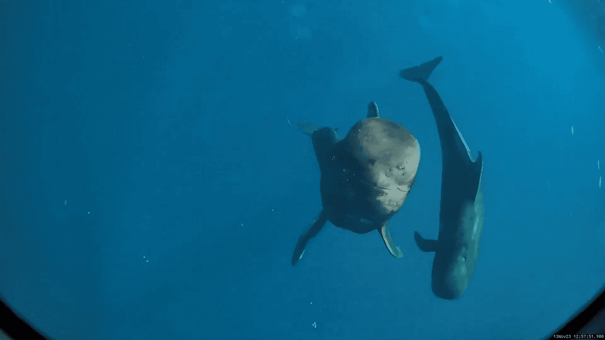 This Whale’s Meal Plan? Over 70,000 Squid A Year, And It’ll Dive ...