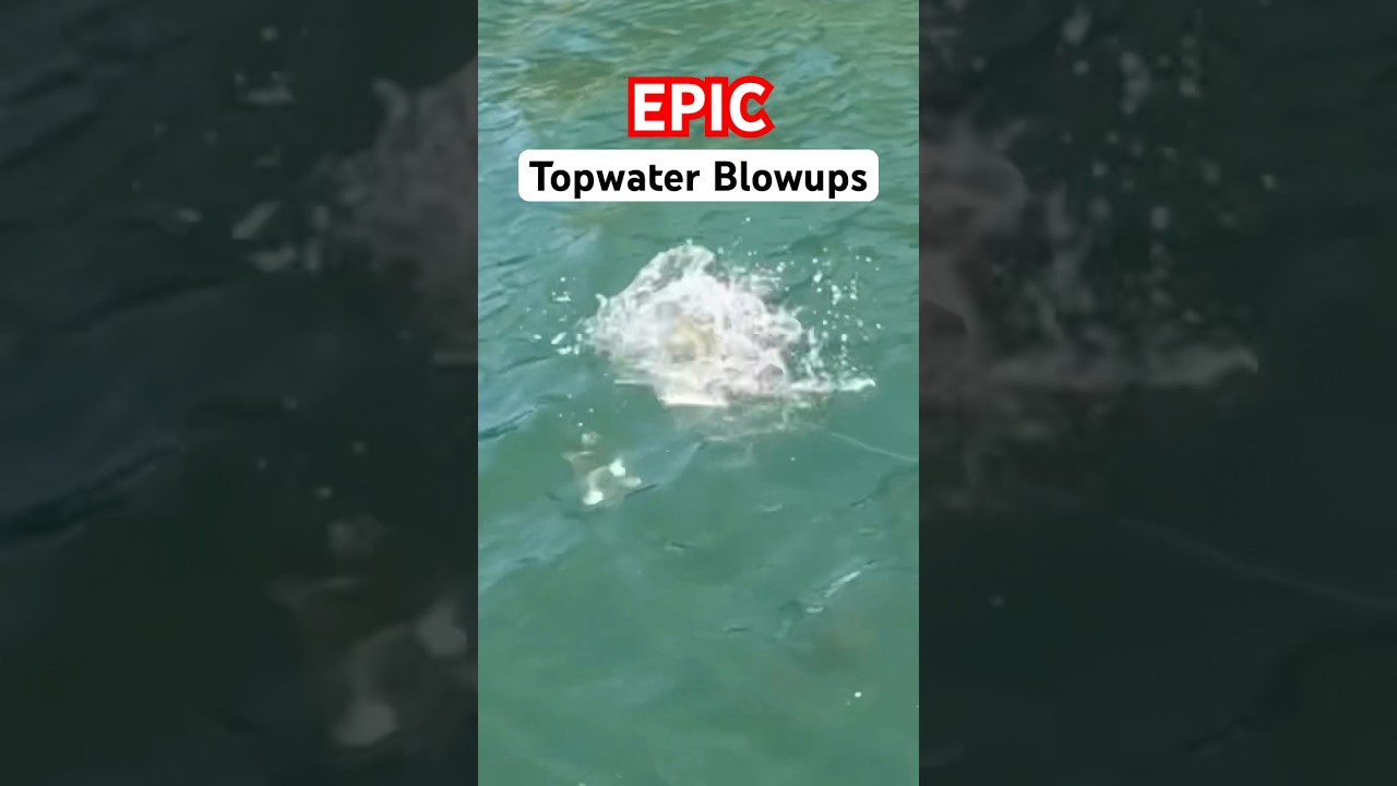 Insane topwater blowups bass fishing action