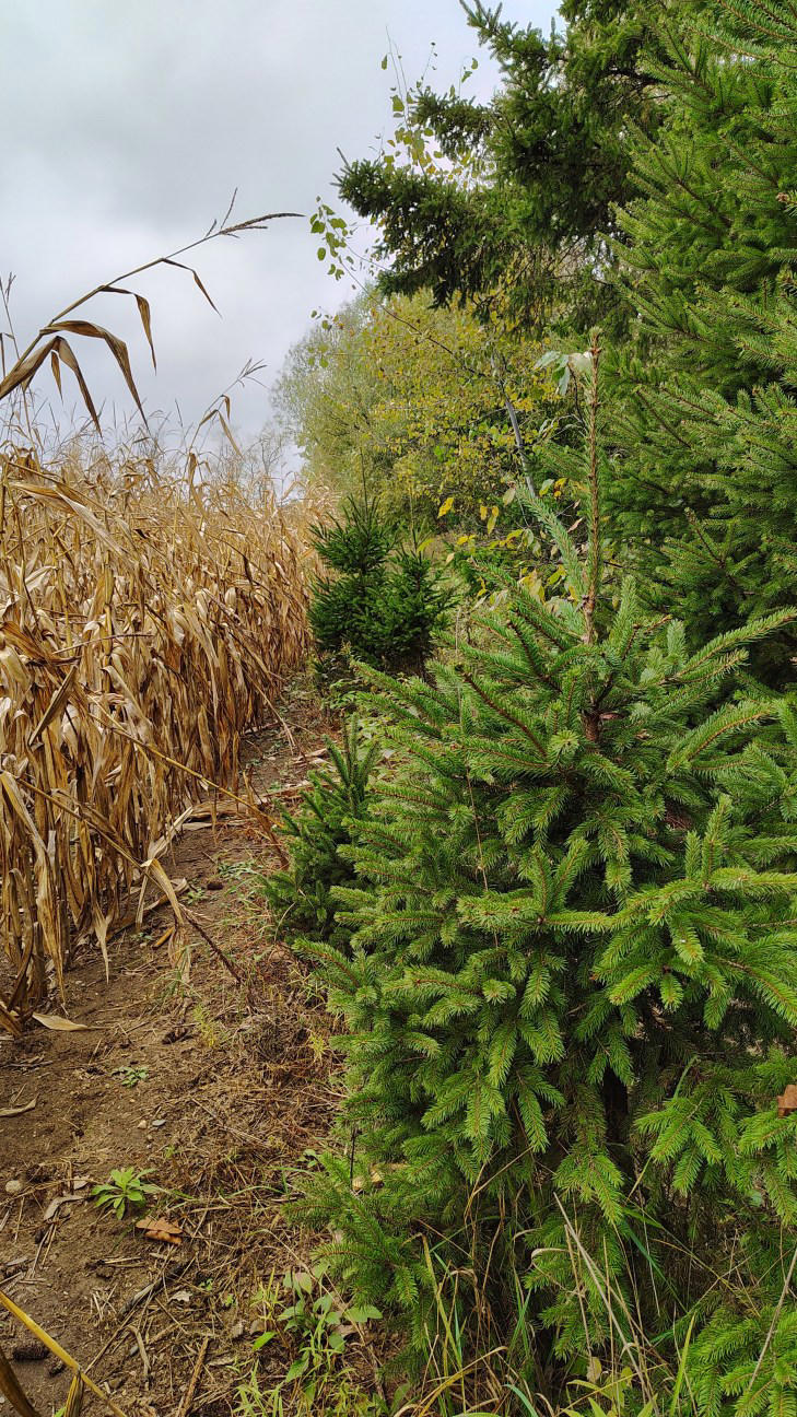 45 Degrees North: Five Trees in the Big Picture