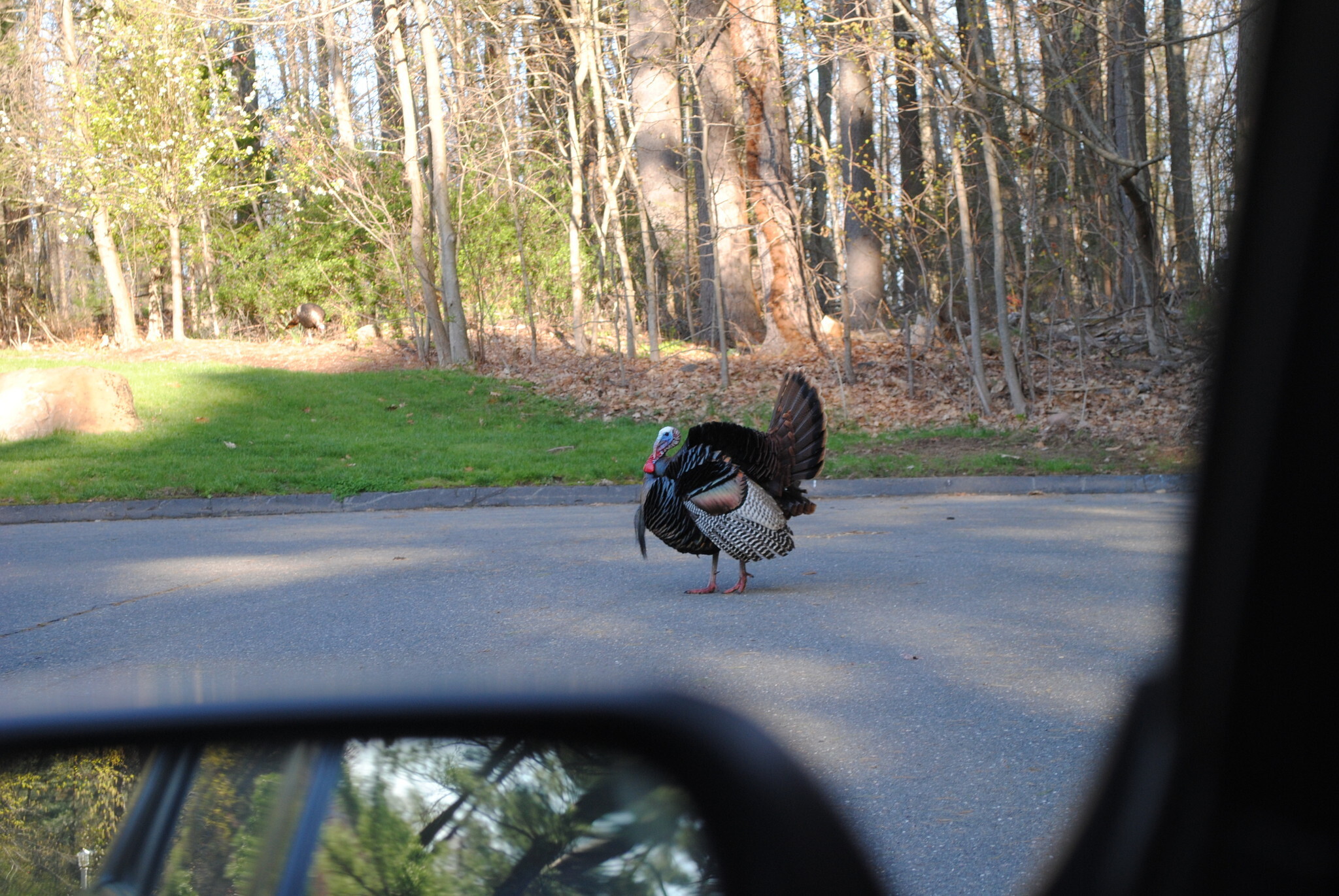 It’s turkey season in CT. Here’s why the wild birds are considered a ...