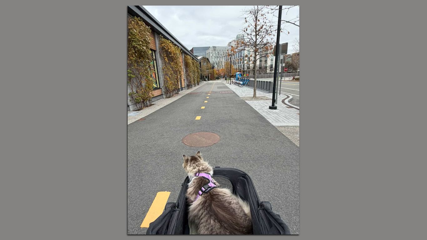 A Somerville vet's creating a Union Square cat tour